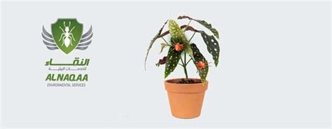 اكارلوس نباتات الحدائق النقاء لمكافحة الحشرات برأس الخيمة الأمارات العربية المتحدة