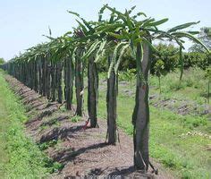 11 Dragon Fruit Trellis Ideas Dragon Fruit Dragon Fruit Plant How