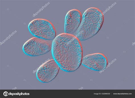 Paracoccidioides Brasiliensis