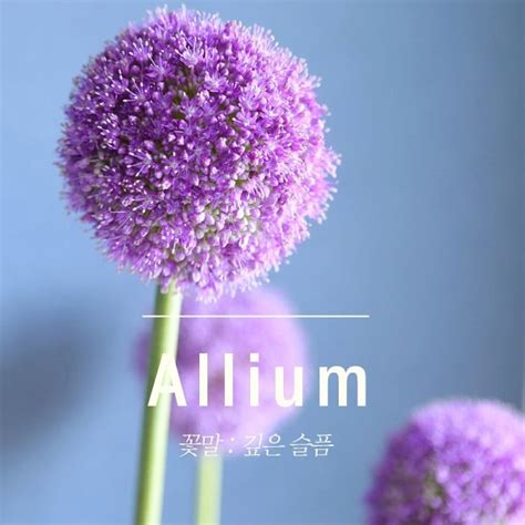 주플라워119 꽃배달서비스 5월 중순 축구공처럼 동글동글한 꽃이 피어납니다 이름은 알리움 혹은