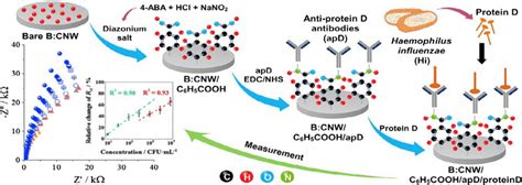 Schematics Of The Impedimetric Biosensor For The Detection Of H Download Scientific Diagram