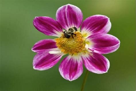 Adobe Photoshop Elements Guides For Beginners
