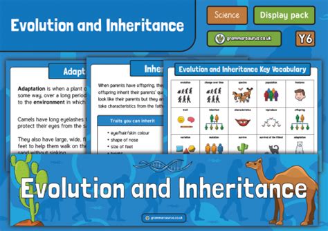 Year 6 Science Evolution Display Pack Grammarsaurus