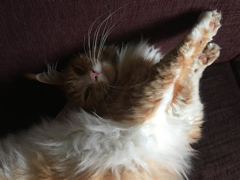 He Has Been Like This For Several Hours Now And Hasnt Moved Yet I Feel Like He Just Stopped