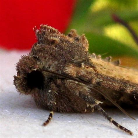 Common Rustic Moth