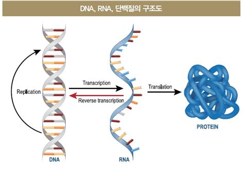 중심원리부터 Rna 바이러스까지 Rna란 무엇인가 한국경제