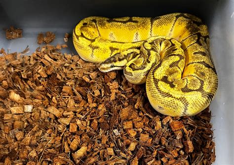 Bongo Enchi Spider Ball Python By Yolked Balls Morphmarket
