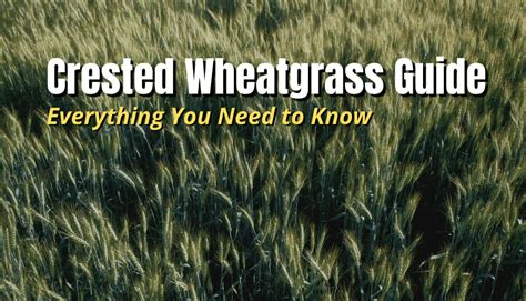 Crested Wheatgrass Guide What It Is And How To Grow It The Backyard Pros