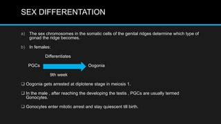 Primordial Germ Cells Ps PPTX