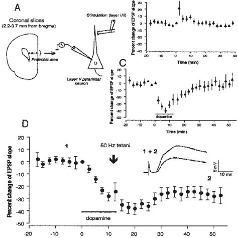Dopaminergic Facilitation Of Ltd Induction In Rat Pfc Prelimbic Download Scientific Diagram