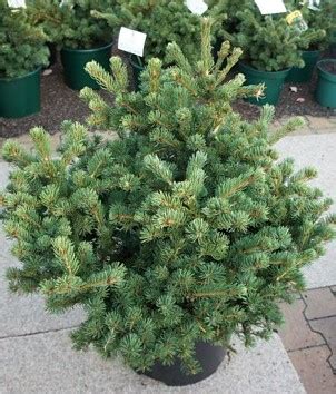 Ель колючая Лаки Страйк Picea pungens Lucky Strike | Питомник Тайга