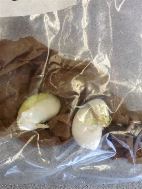 What S Happening In A Lima Bean Observations Oct Rd