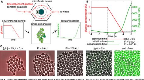 Figure 1 From Timing And Variability Of Galactose Metabolic Gene Activation Depend On The Rate