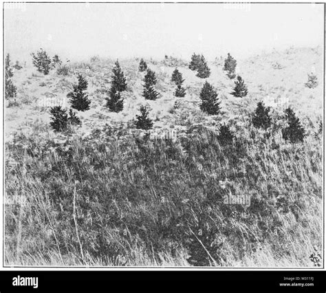 Trees Grasses Cut Out Stock Images And Pictures Alamy
