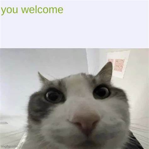 Your Welcome Cat Meme