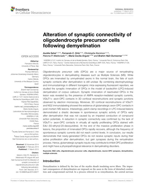 Pdf Alteration Of Synaptic Connectivity Of Oligodendrocyte Precursor Cells Following Demyelination