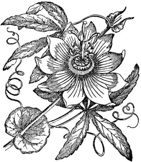 Passion Flower Drawing