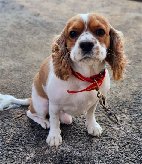 경기 용인 처인구 성산초등학교 정문 근처 도로에서 코커 스패니얼 발견 보호