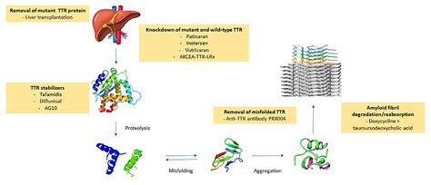 Management Of Transthyretin Amyloidosis