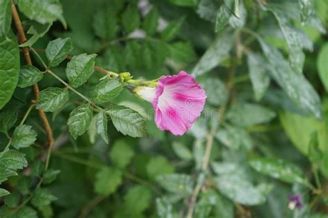 Ipomoea Purpurea Tickle Me Pink Blooms In Autumn Berlin Germany Stock Photo Image Of Tickle