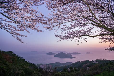 Nyタイムズにも選ばれた桜の名所！香川県の紫雲出山から荘内半島花見ハイキング Yamarii Magazine あの山に行きたいを叶える