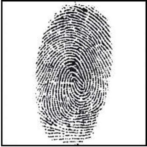A Fingerprint Image Using An Optical Sensor Download Scientific Diagram