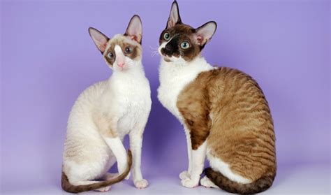 Cornish Rex Cat Breed Information Vetstreet Vetstreet