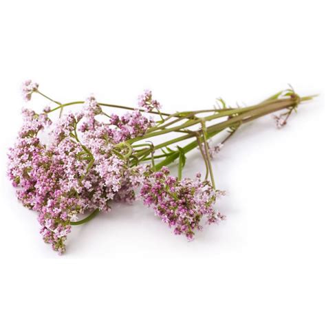 Валериана лекарственная (Valeriana officinalis L. s.l.) - лекарственное ...