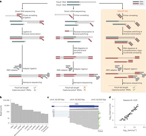 Nano3p Seq Transcriptome Wide Analysis Of Gene Expression And Tail Dynamics Using End Capture