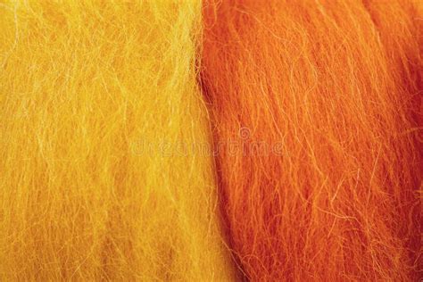 Wool Fiber Merino Wool Of Different Colors Bright Colorful For Yes