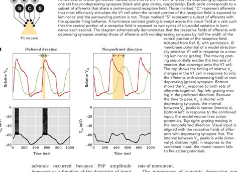 Model Of A Directionally Selective Simple Cell In The Primary Visual Download Scientific