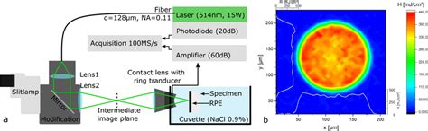 A Schematic Of The Experimental Setup Ex Vivo B Spatial Beam