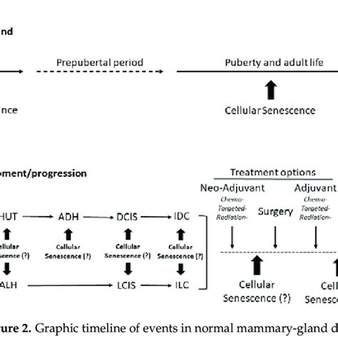 Graphic Timeline Of Events In Normal Mammary Gland Development A And Download Scientific