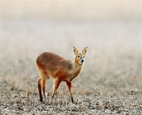 獐子能吃吗 獐子 小獐子 第6页 大山谷图库