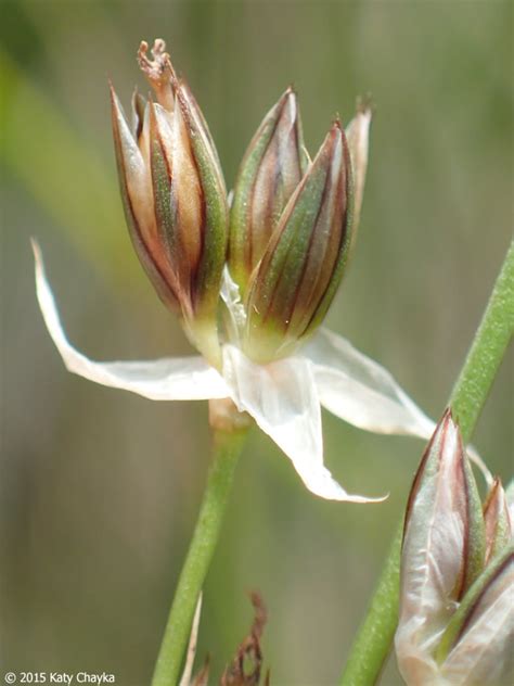 Juncus Longistylis Long Styled Rush Minnesota Wildflowers