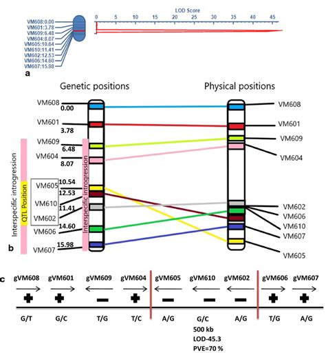 A Genetic Map Of 9 Kasp Markers Originating From A Fragment Of Download Scientific Diagram