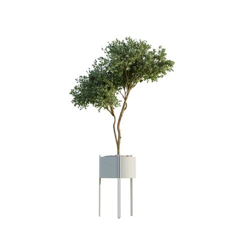 Plant Interior Flowers In Pot Bonsai Tree Pinus Mission Olive