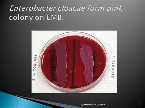 Enterobacter Cloacae Emb
