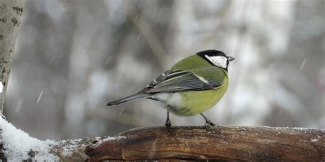 Морози до 18 снігопади та ожеледиця синоптики спрогнозували погоду в Україні та Києві на