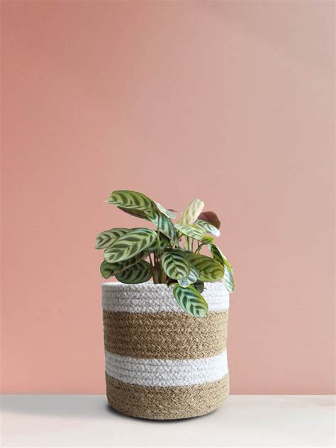 Calathea Burle Marx Medium Greenkin