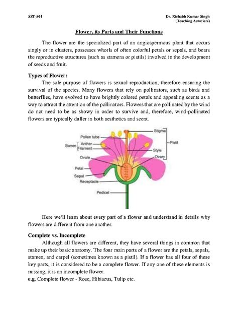 Functions Of The Parts Of A Hibiscus Flower
