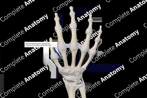 Dorsal Metacarpal Frontiers Anatomical Characteristics Of Cutaneous