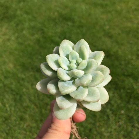 Sedum Clavatum Variegated Cluster Live Succulent Plant Planting