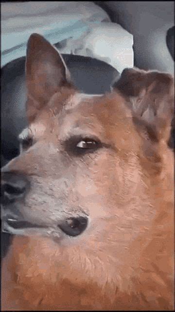 Scared Dog  Scared Dog Car Discover And Share S Dogs Dog