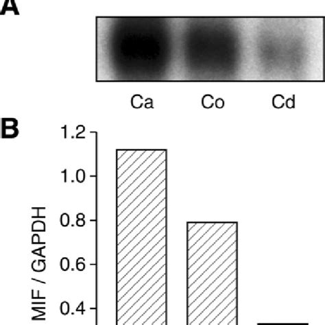 Relative Amount Of Macrophage Migration Inhibitory Factor Mif