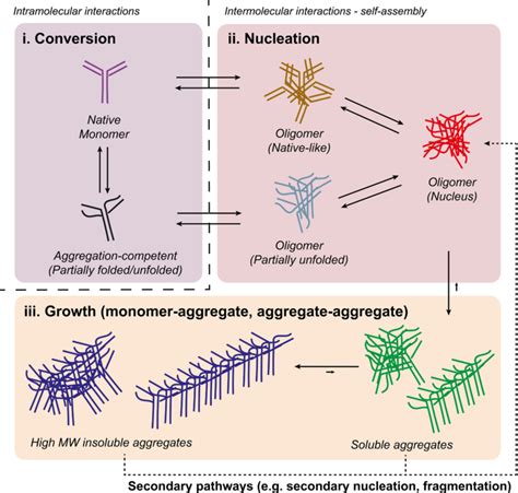 Schematic Illustration Of The Molecular Events In Protein Aggregation Download Scientific