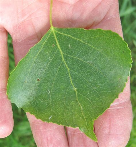 Poplar Tree Identification