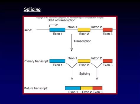 Ppt Splicing Powerpoint Presentation Free Download Id 3101137