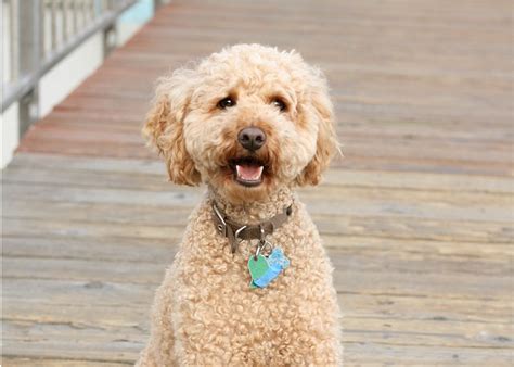 Coupe De Cheveux Labradoodle