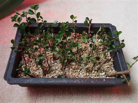 Cotoneaster Bonsai Workshop